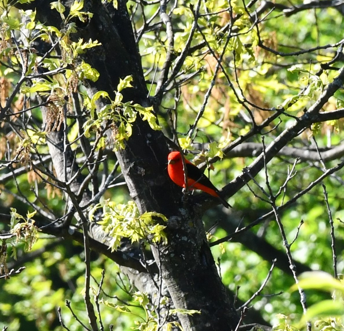 eBird Checklist - 7 May 2023 - Garret Mountain Reservation (Park) - 46 ...