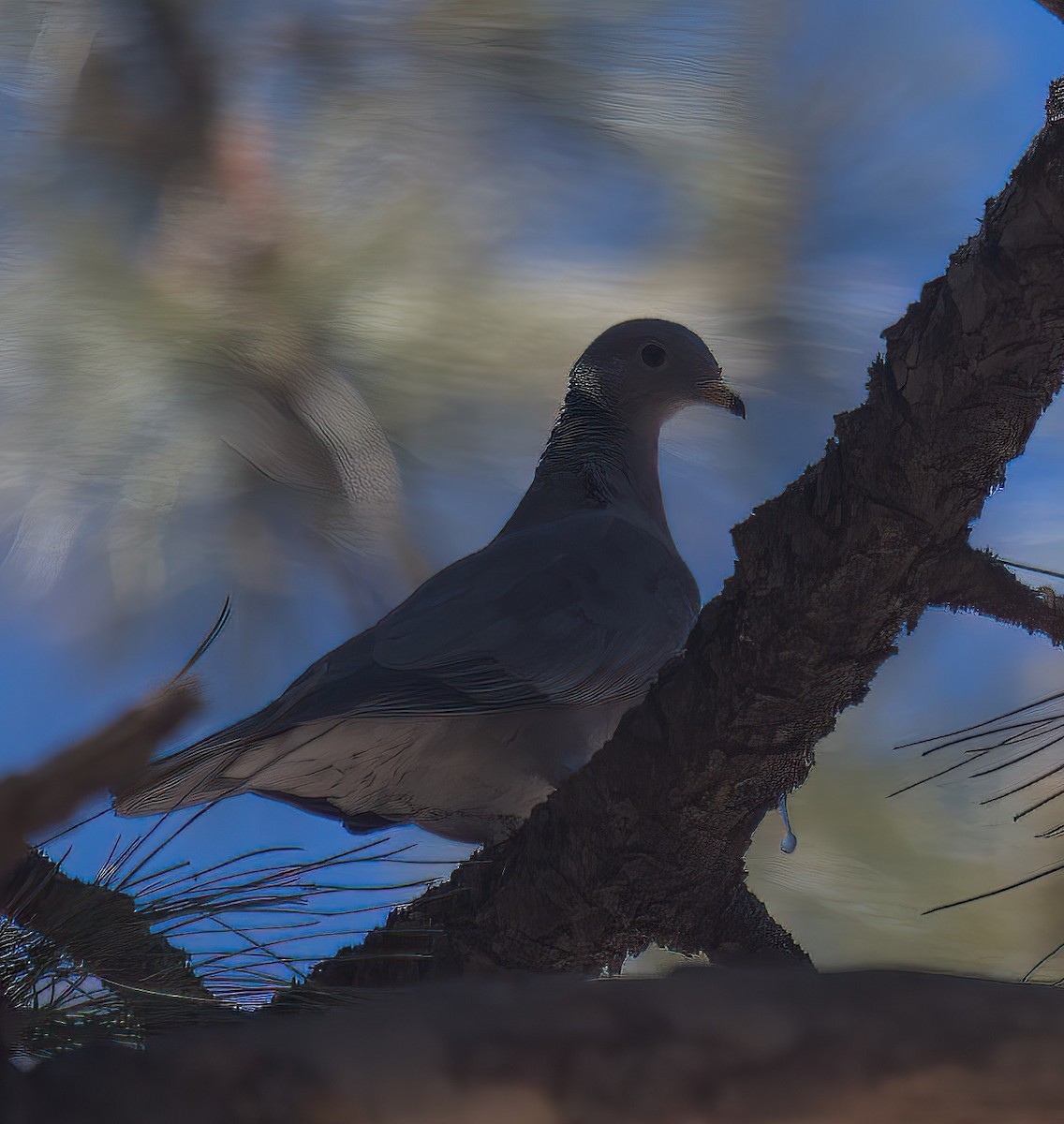 eBird Checklist - 8 May 2023 - Mt. Lemmon--Summerhaven - 27 species