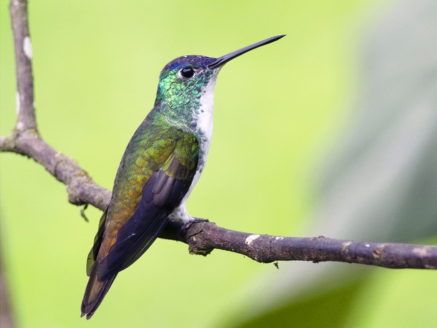 Andean Emerald - eBird
