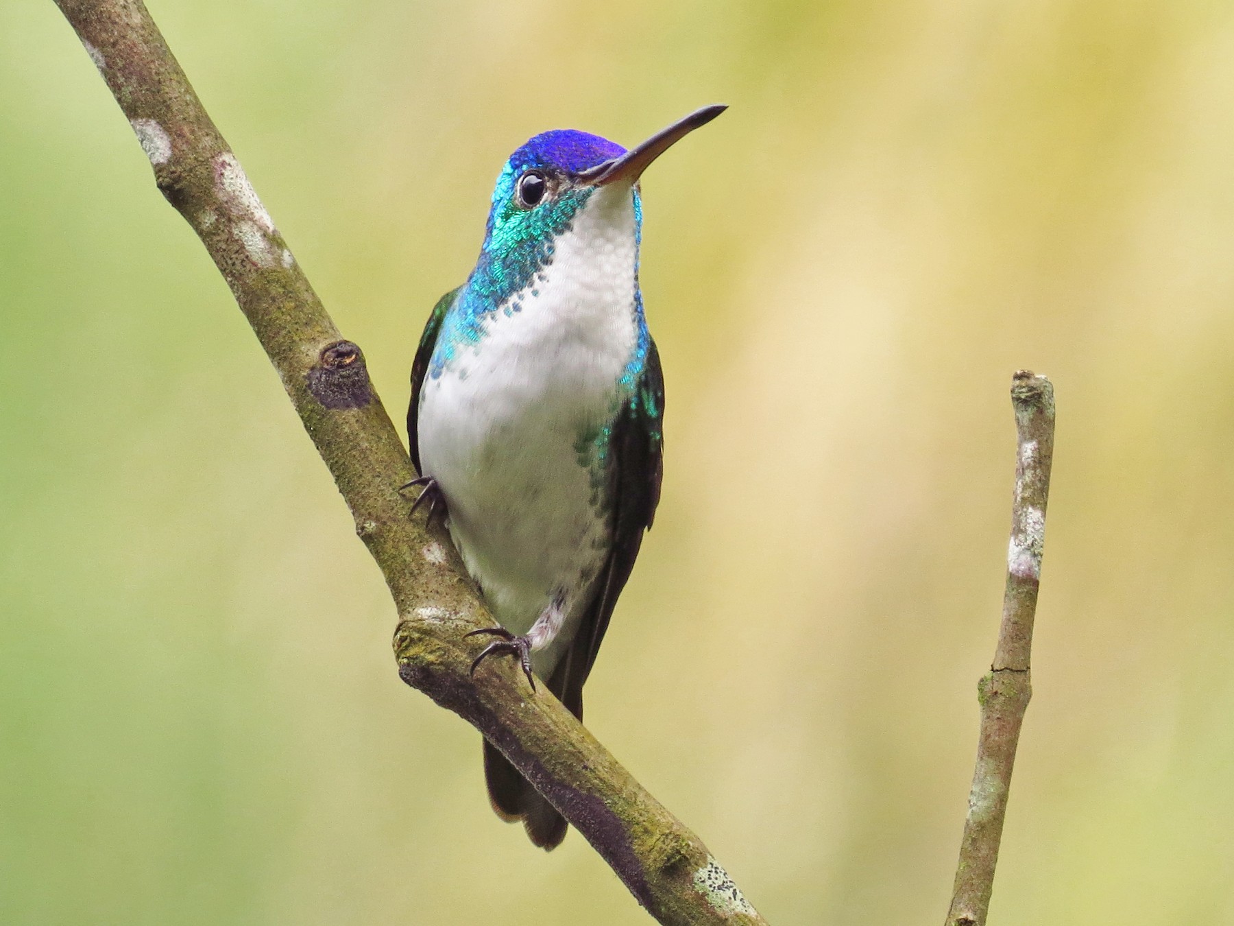 Ariane de Francia - eBird
