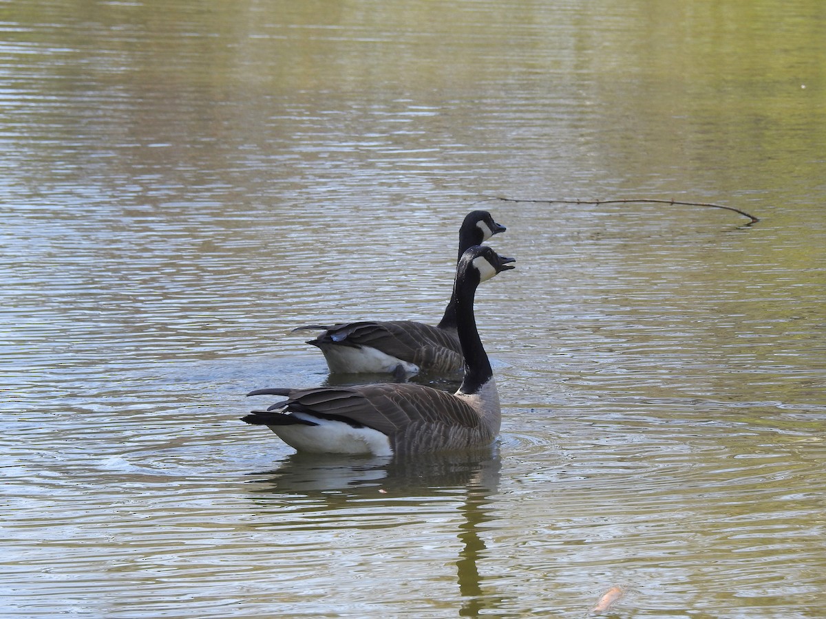 eBird Checklist - 27 Apr 2023 - Reifel Bird Sanctuary - 38 species