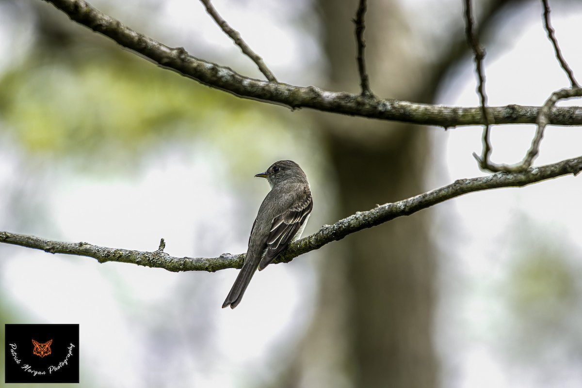 eBird Checklist - 8 May 2023 - Pierce Preserve - 22 species