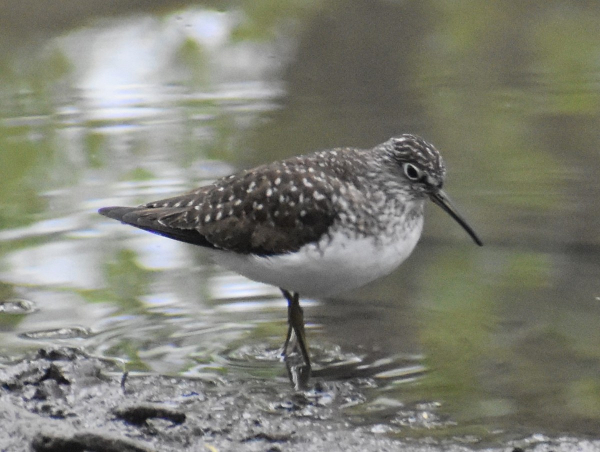 eBird Checklist - 8 May 2023 - Springbrook Nature Center, Itasca - 41 ...