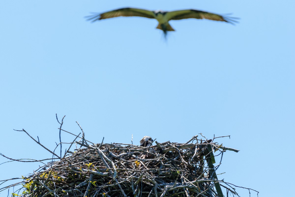 Mass Audubon eBird Checklist - 8 May 2023 - North River Wildlife ...