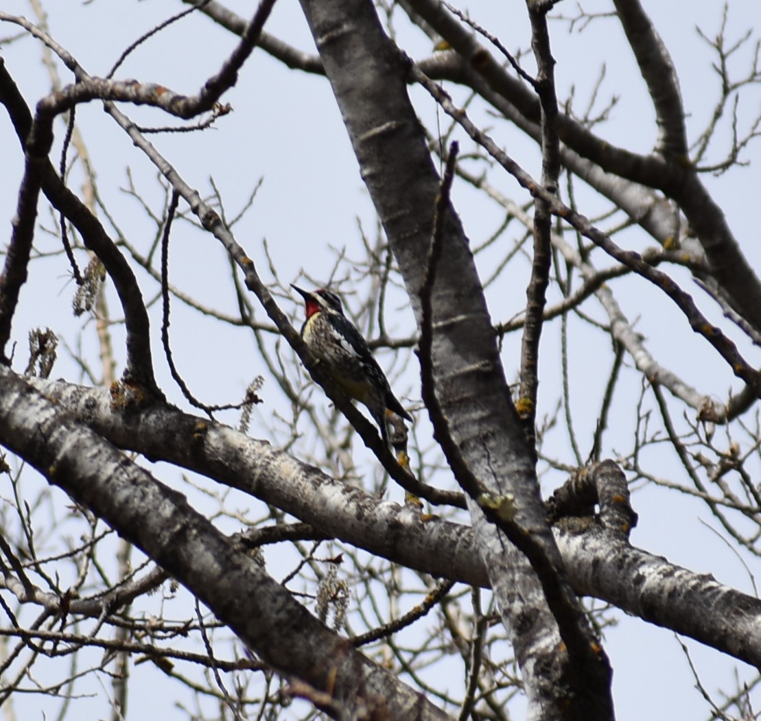 eBird Checklist - 29 Apr 2023 - Itasca SP--Schoolcraft Trail - 11 species