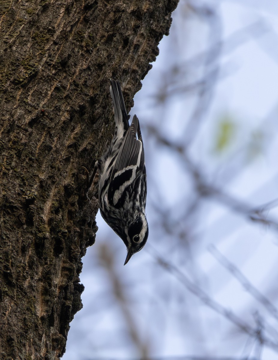 eBird Checklist - 8 May 2023 - Towl Park - 56 species