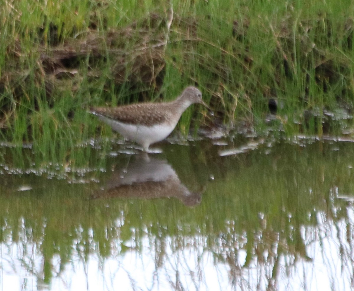 eBird Checklist - 7 May 2023 - Spokane Airport - 21 species