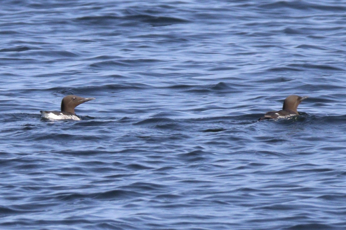 eBird Checklist - 7 May 2023 - 5.7.23 Bodega Pelagic leg 10 - 6 species