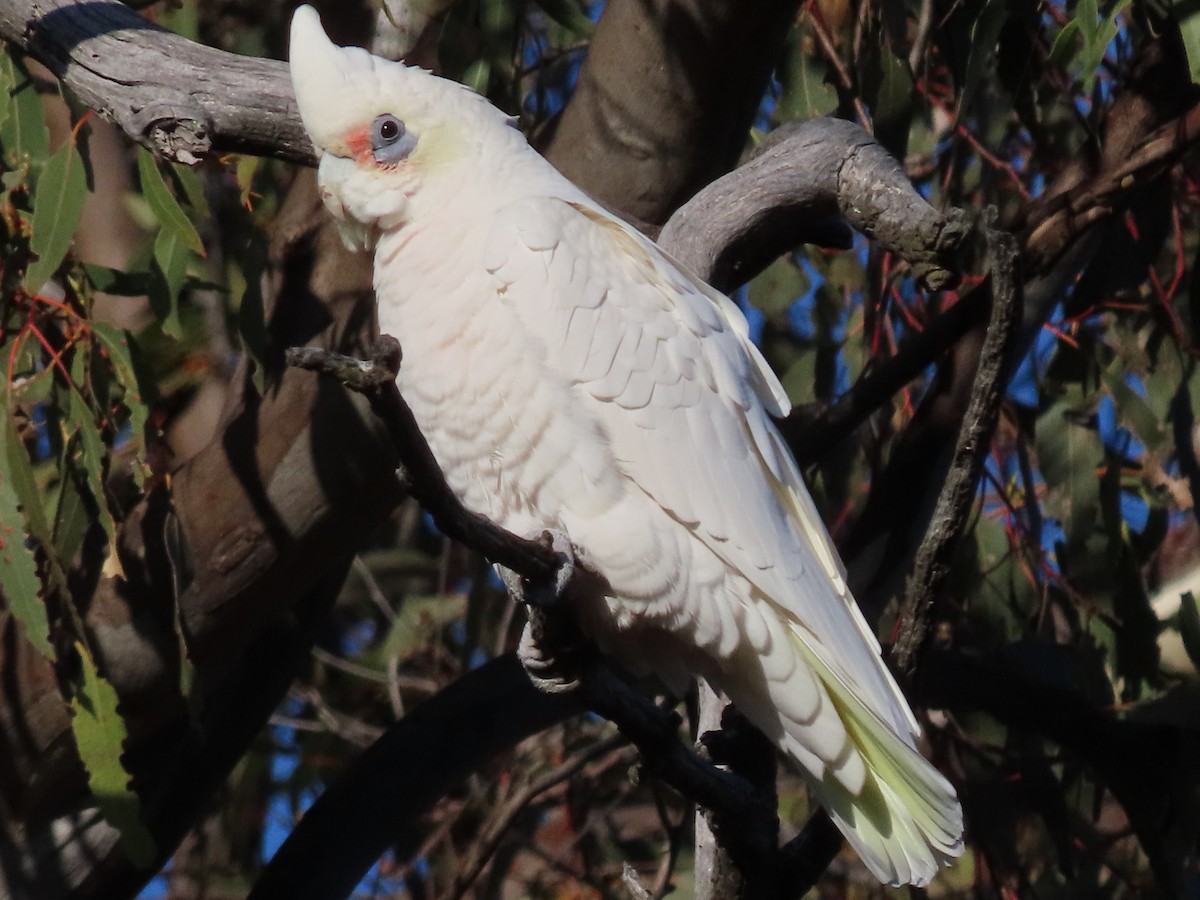 eBird Australia Checklist - 9 May 2023 - Callum Brae Nature Reserve ...