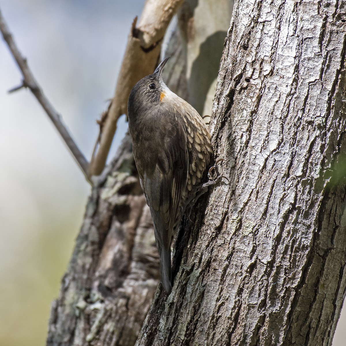 eBird Checklist - 9 May 2023 - Lake Manchester - 55 species