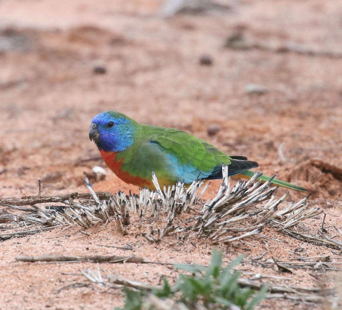 eBird Australia Checklist - 8 May 2023 - Gluepot Reserve--Mallee Trail ...