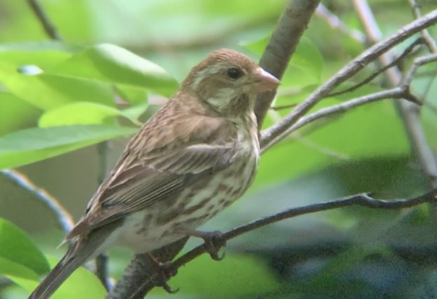 eBird Checklist - 8 May 2023 - Central Park--The Ramble - 42 species ...