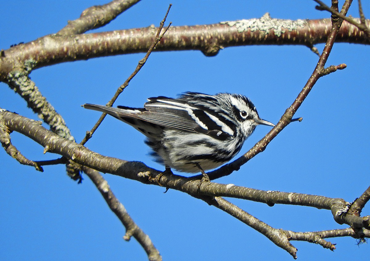 eBird Checklist - 9 May 2023 - Hartlen Point - 41 species (+1 other taxa)
