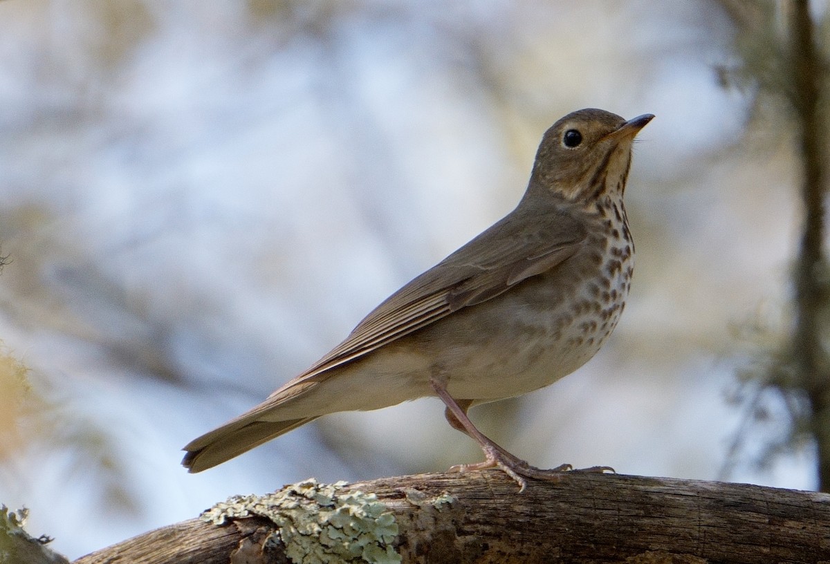 eBird Checklist - 9 May 2023 - Trustom Pond NWR - 58 species (+1 other ...