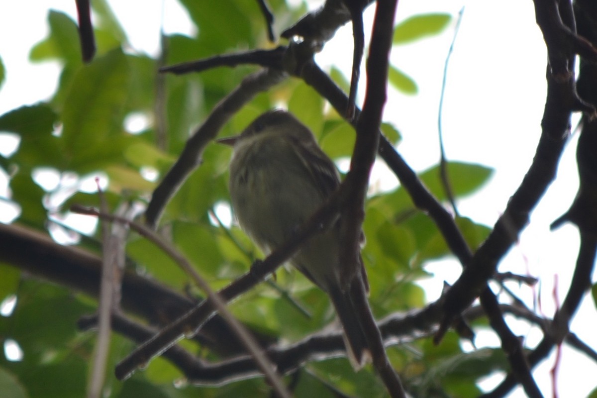 eBird Checklist - 5 May 2017 - Castaway Cove - 32 species (+1 other taxa)