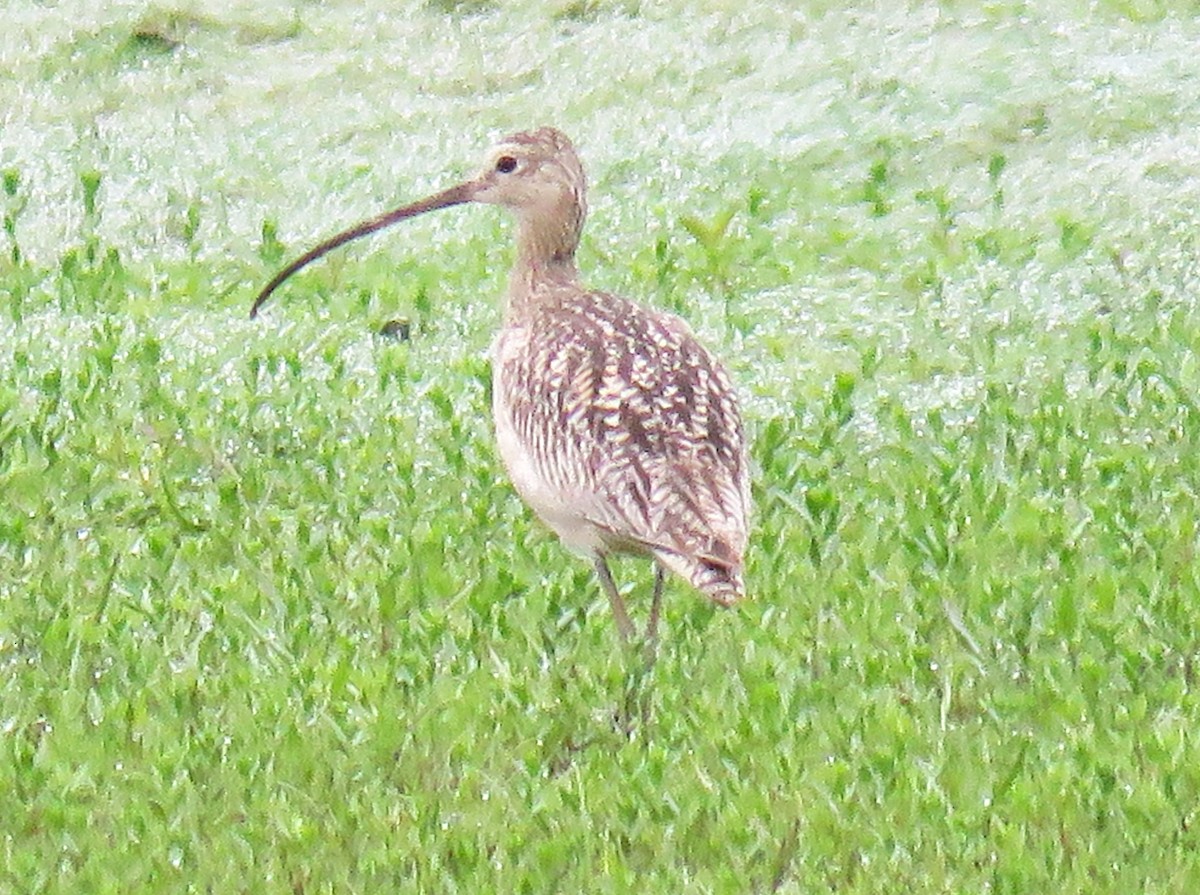 eBird Checklist - 9 May 2023 - Ankeny NWR--Eagle Marsh-Scrape Pond - 20 ...