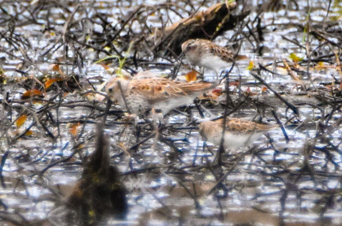 eBird Checklist - 9 May 2023 - John Heinz NWR--impoundment (Philadelphia Co.) - 95 species (+2 ...