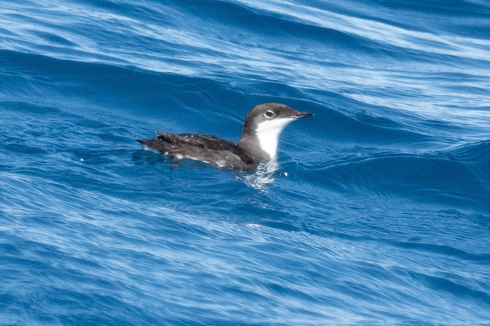 eBird Checklist - 7 May 2023 - Off Mission Bay (offshore species only ...