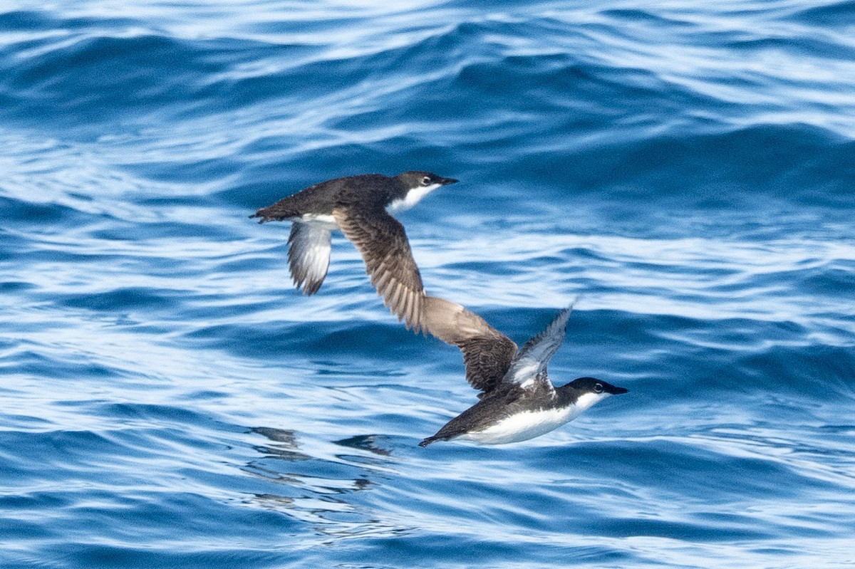 eBird Checklist - 7 May 2023 - Off Mission Bay (offshore species only ...