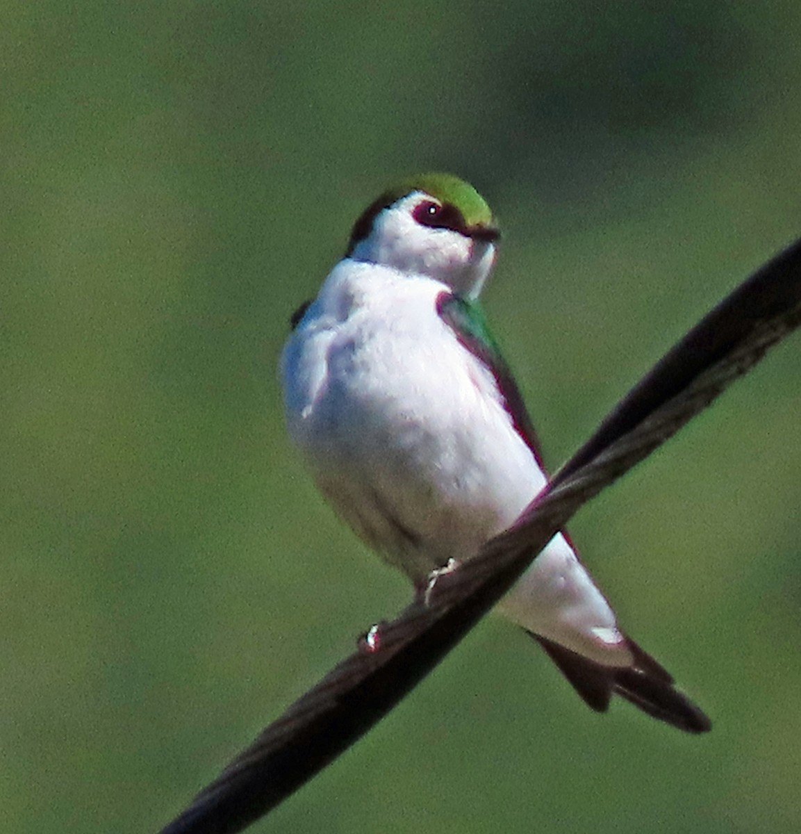 eBird Checklist - 9 May 2023 - Campbell Park - 18 species