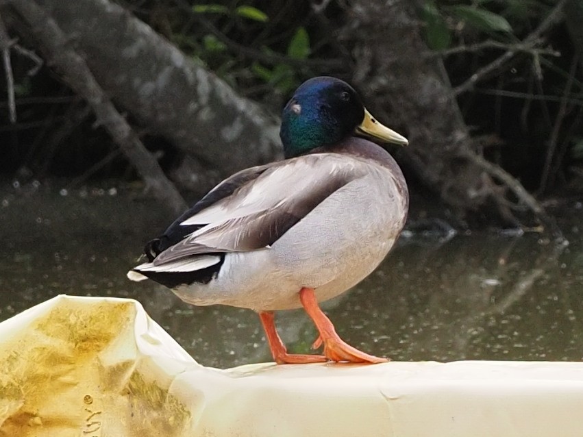 eBird Checklist - 9 May 2023 - Blockhouse Pond Park, Lewes - 10 species