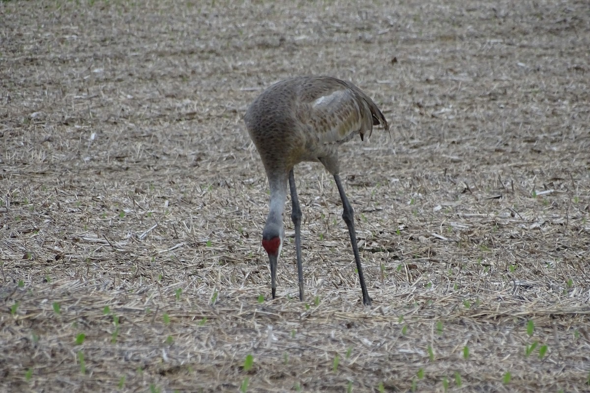 eBird Checklist - 9 May 2023 - Freddy Hale’s - 8 species