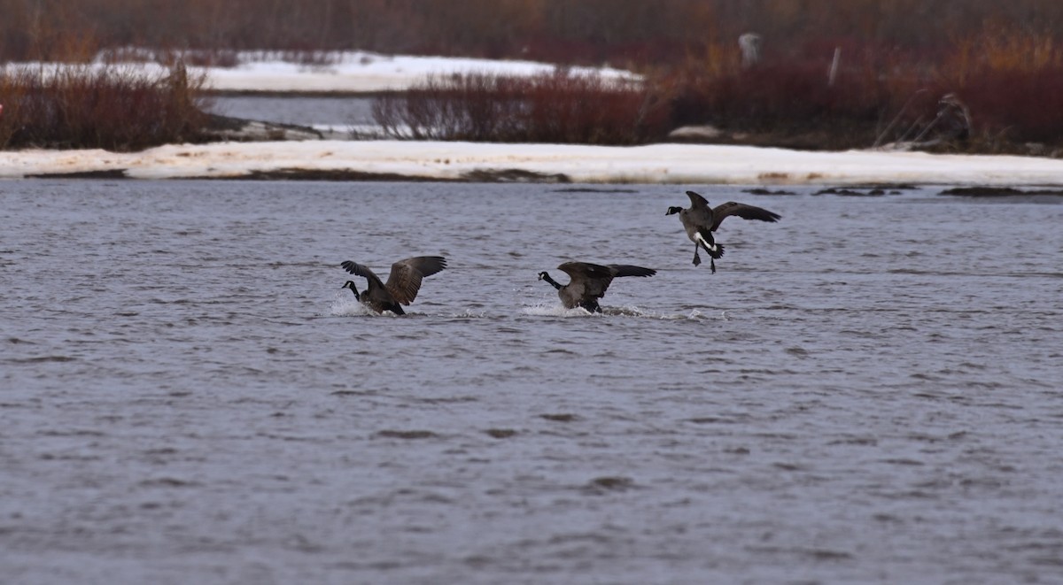 eBird Checklist - 9 May 2023 - HVGB--Main Dock area - 3 species (+1 ...