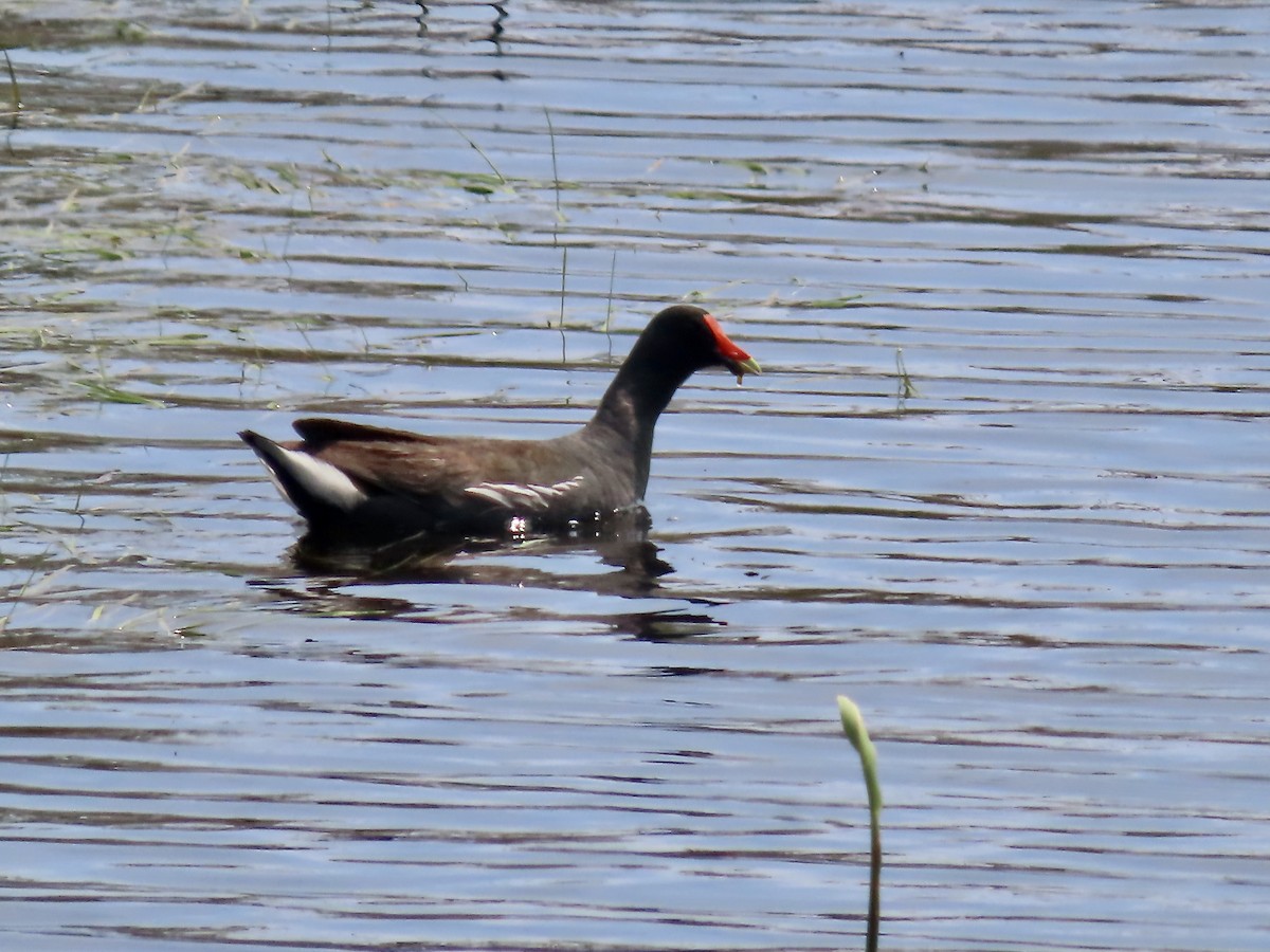 eBird Checklist - 9 May 2023 - Parker River NWR - 45 species