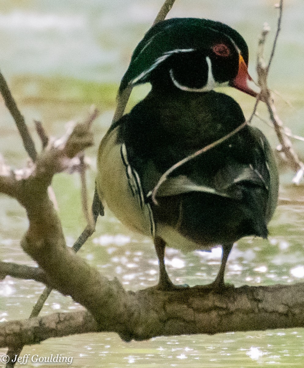 eBird Checklist - 8 May 2023 - Watson Lake and Riparian Preserve - 35 ...