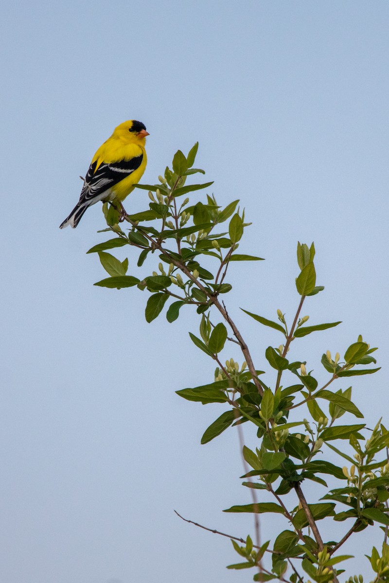 eBird Checklist - 9 May 2023 - Green Lakes Old Fields - 45 species