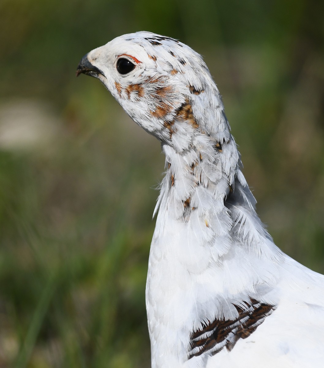 eBird Checklist - 9 May 2023 - Point Pelee National Park (general ...