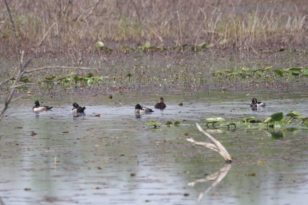 eBird Checklist - 9 May 2023 - Cedar Swamp Wetland Conservation Area ...