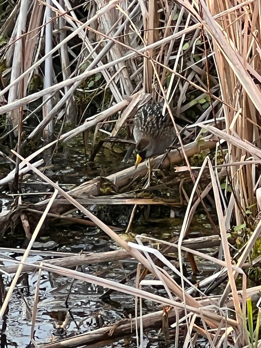 eBird Checklist - 9 May 2023 - Point Pelee NP--Marsh Boardwalk - 11 species