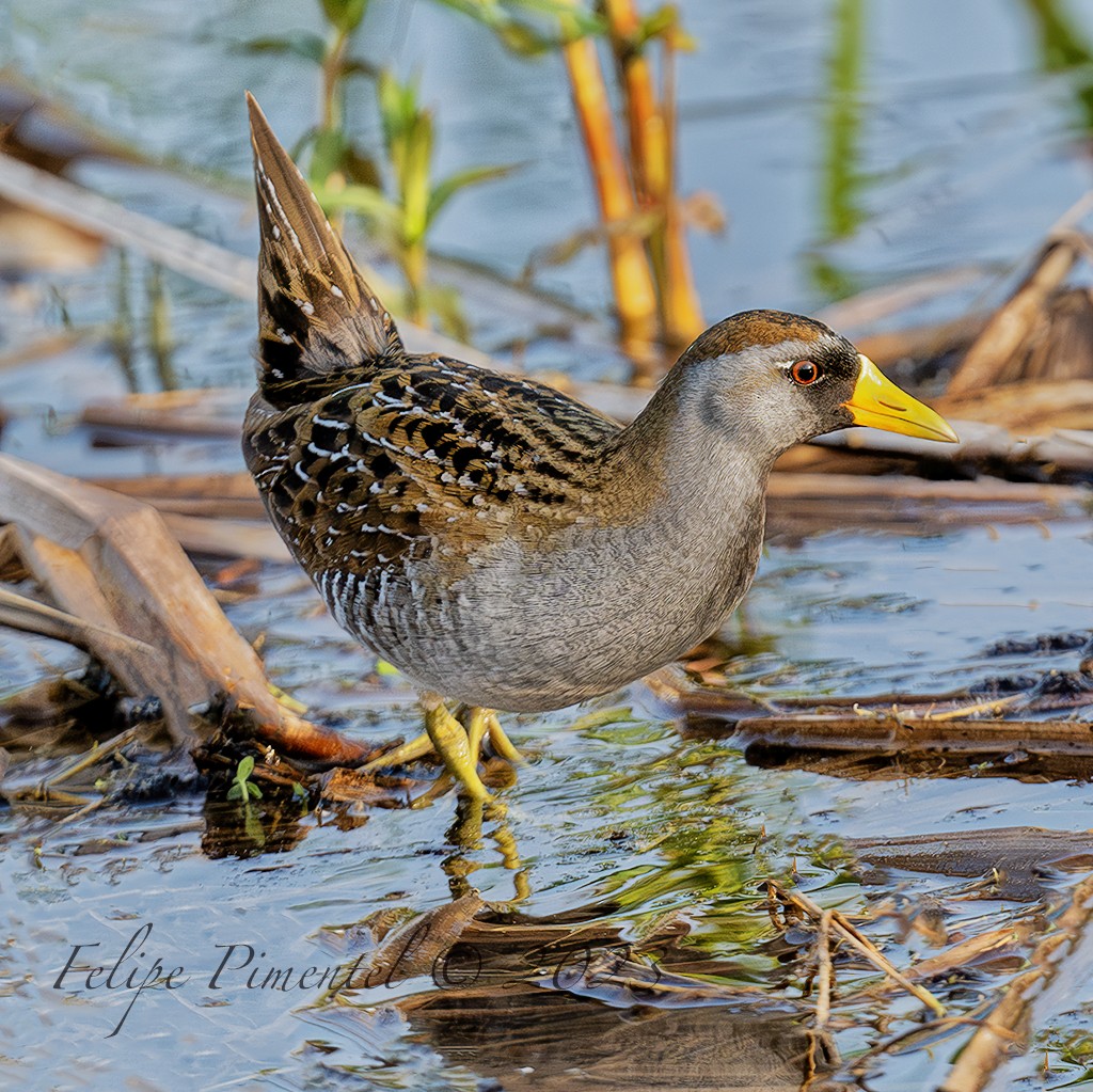 eBird Checklist - 9 May 2023 - Wallkill River NWR--Liberty Marsh (NY ...