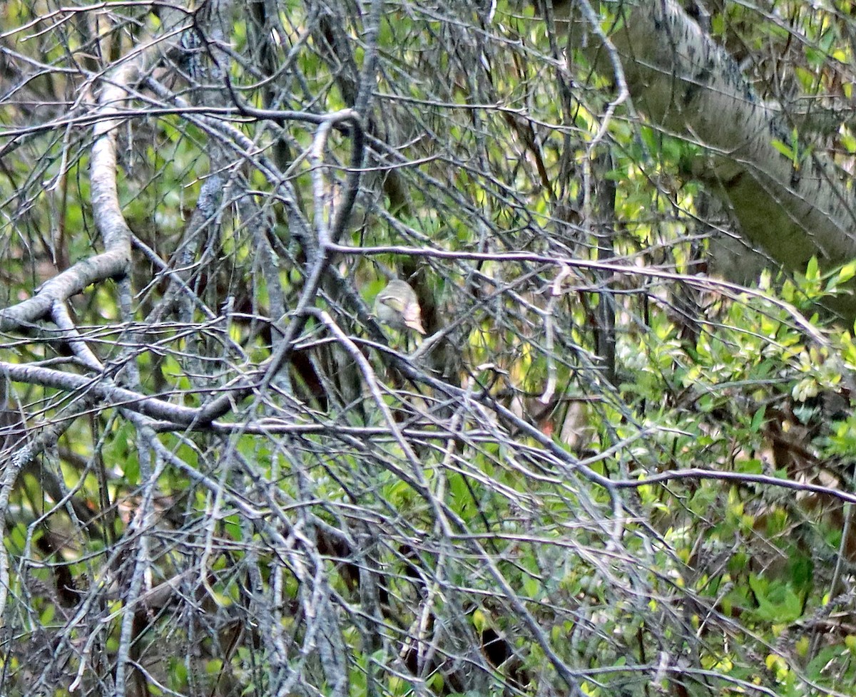 eBird Checklist - 9 May 2023 - Marblehead Neck Wildlife Sanctuary (Mass ...