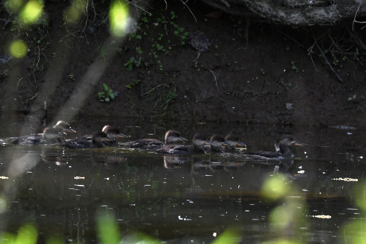 eBird Checklist - 7 May 2023 - Fernbrook Park - 45 species (+1 other taxa)