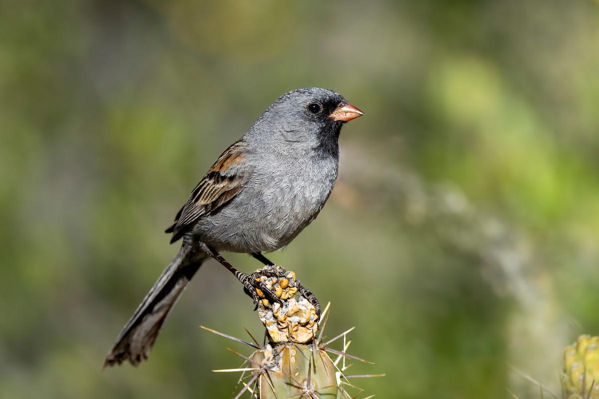 eBird Checklist - 9 May 2023 - Cibola NF--Embudito Canyon - 18 species