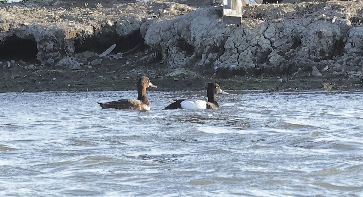 eBird Checklist - 9 May 2023 - Waterbird Regional Preserve/McNabney ...