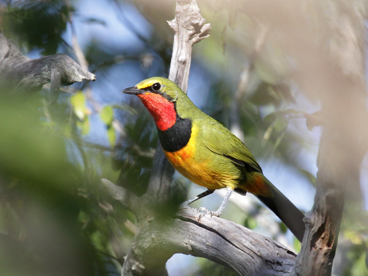 Four-colored Bushshrike - Telophorus viridis - Birds of the World