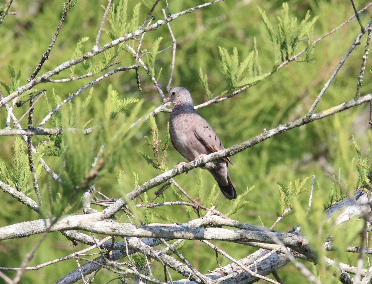 eBird Checklist - 10 May 2023 - Loxahatchee NWR - 25 species