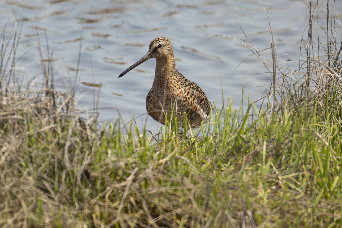 eBird Checklist - 10 May 2023 - Lido Beach Passive Nature Area - 21 ...