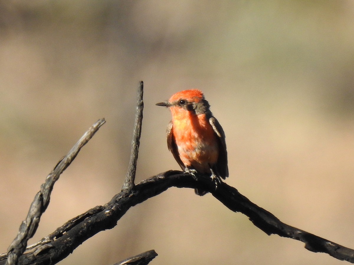 eBird Checklist - 8 May 2023 - Coronado NF--Clanton Canyon - 28 species ...