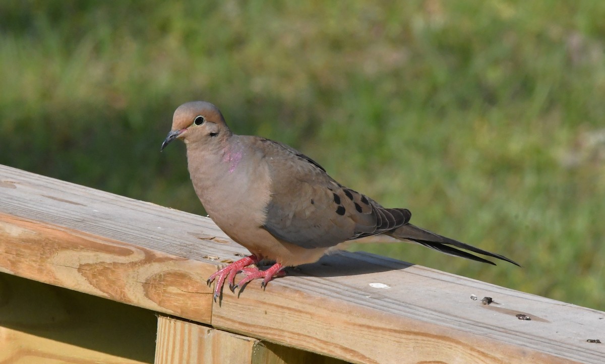 eBird Checklist - 7 May 2023 - Home, Kitty Hawk Bay Dr., Colington ...