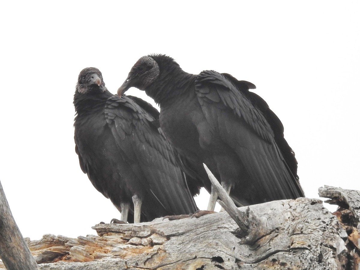 eBird Checklist - 10 May 2023 - Hassayampa River Preserve - 42 species