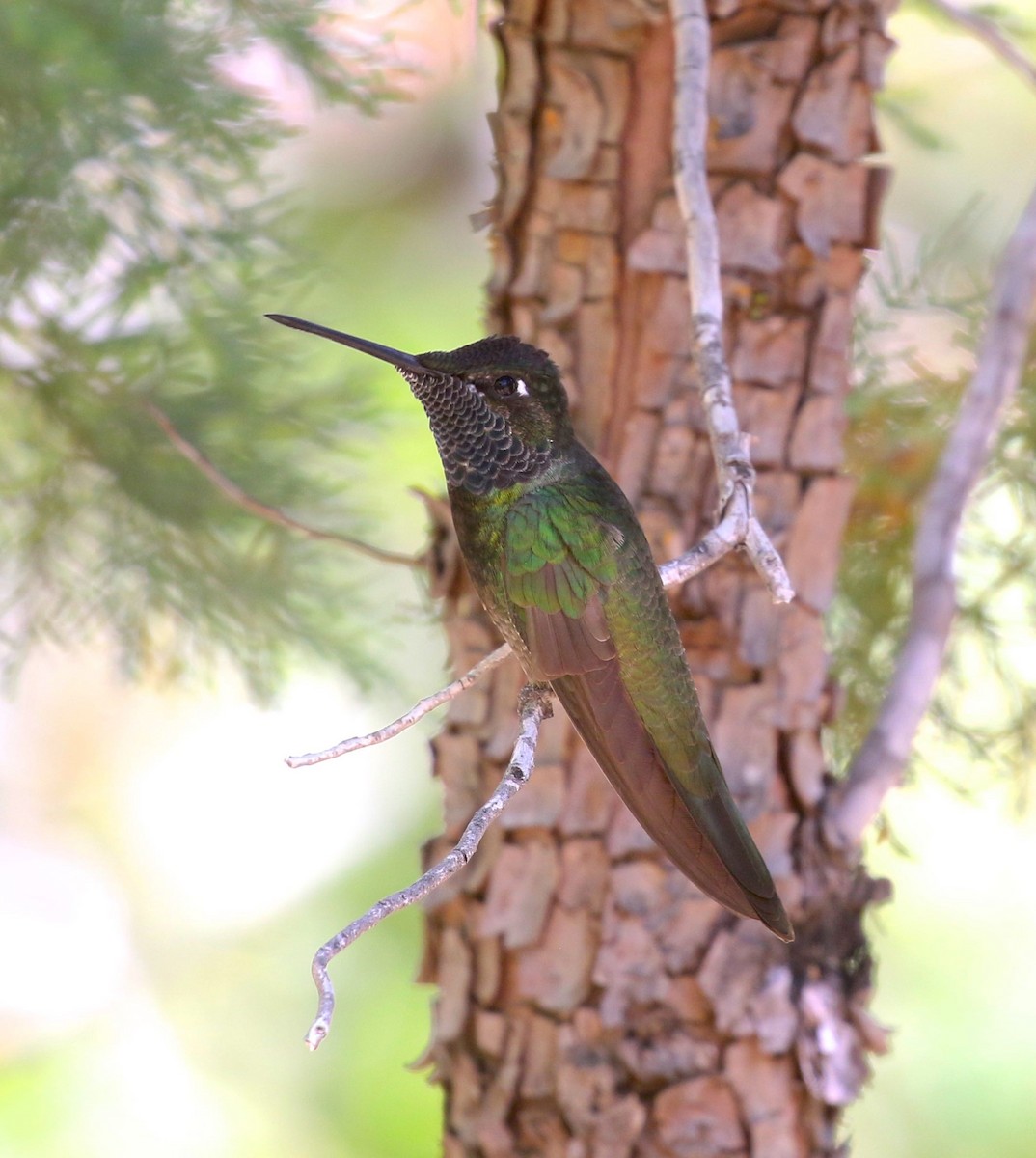 eBird Checklist - 10 May 2023 - Miller Canyon Trail - 26 species