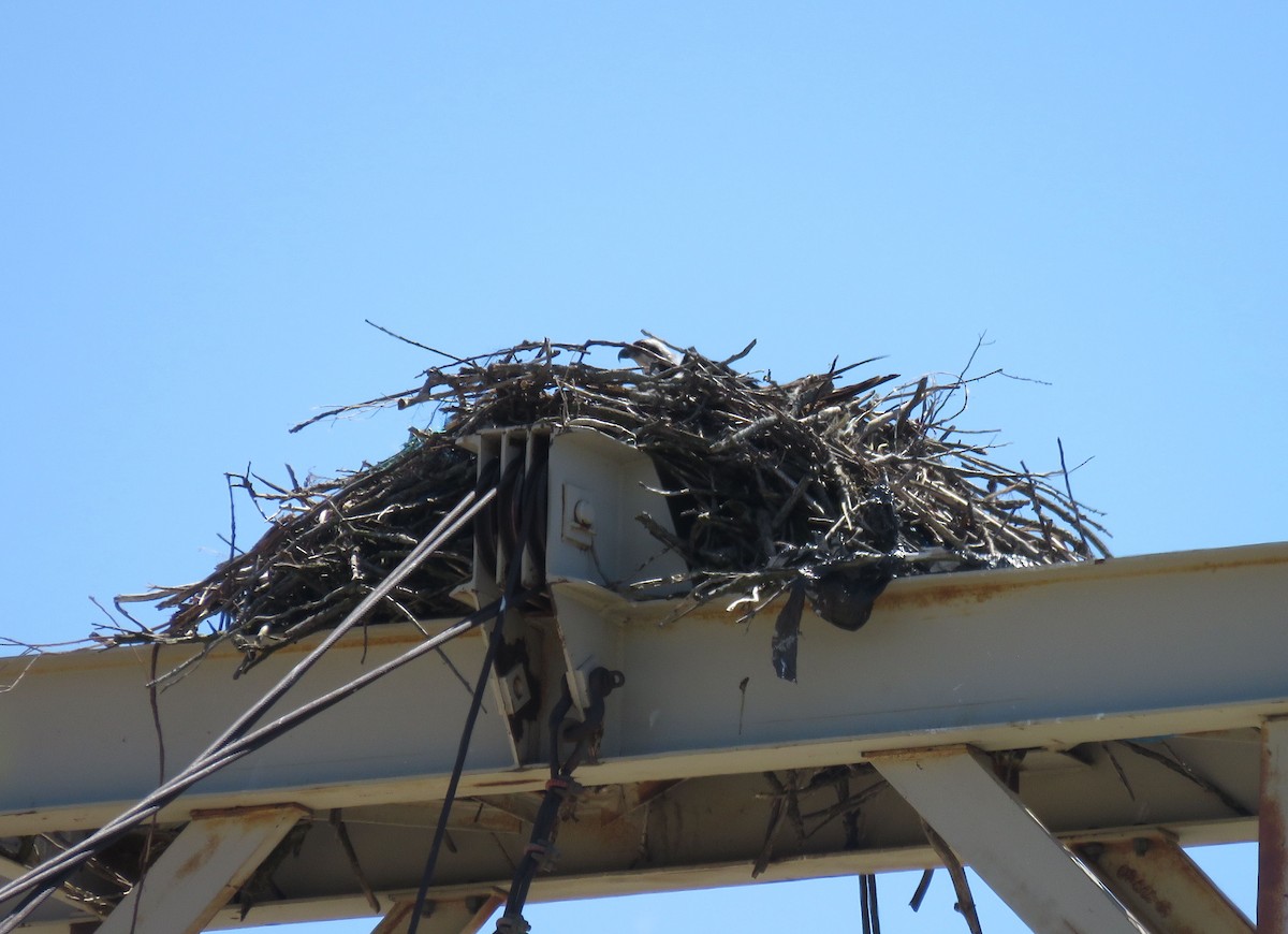 eBird Checklist - 10 May 2023 - Osprey Quarry - 8 species