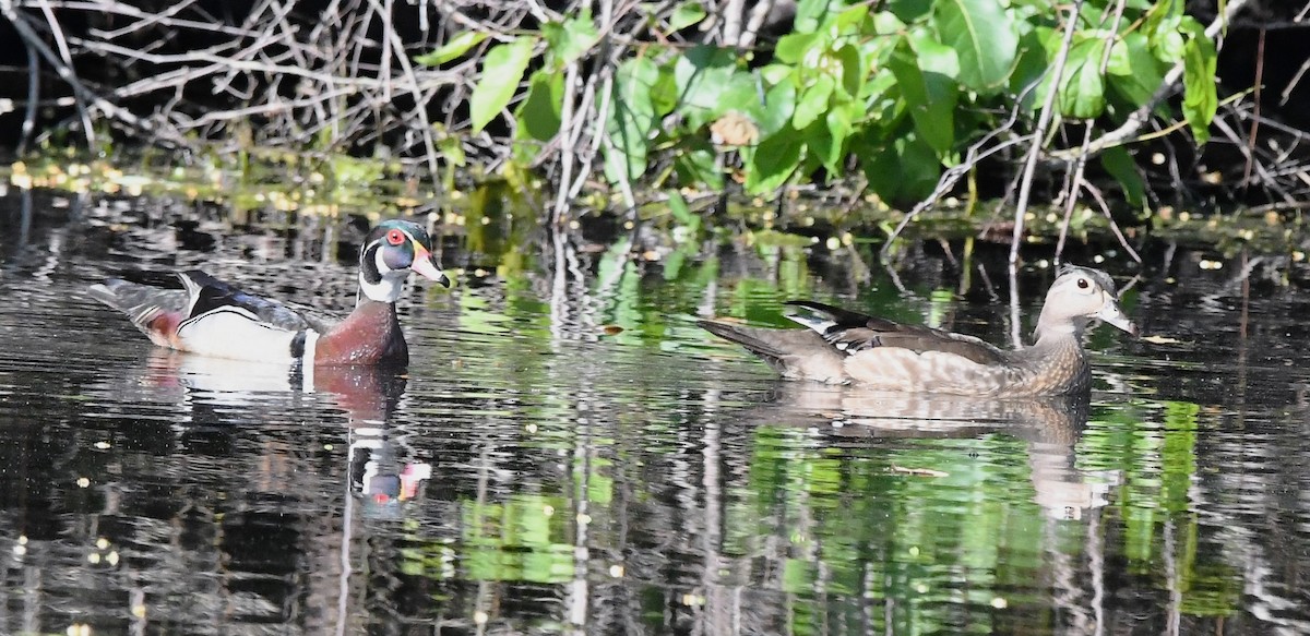eBird Checklist - 9 May 2023 - Home, Kitty Hawk Bay Dr., Colington ...