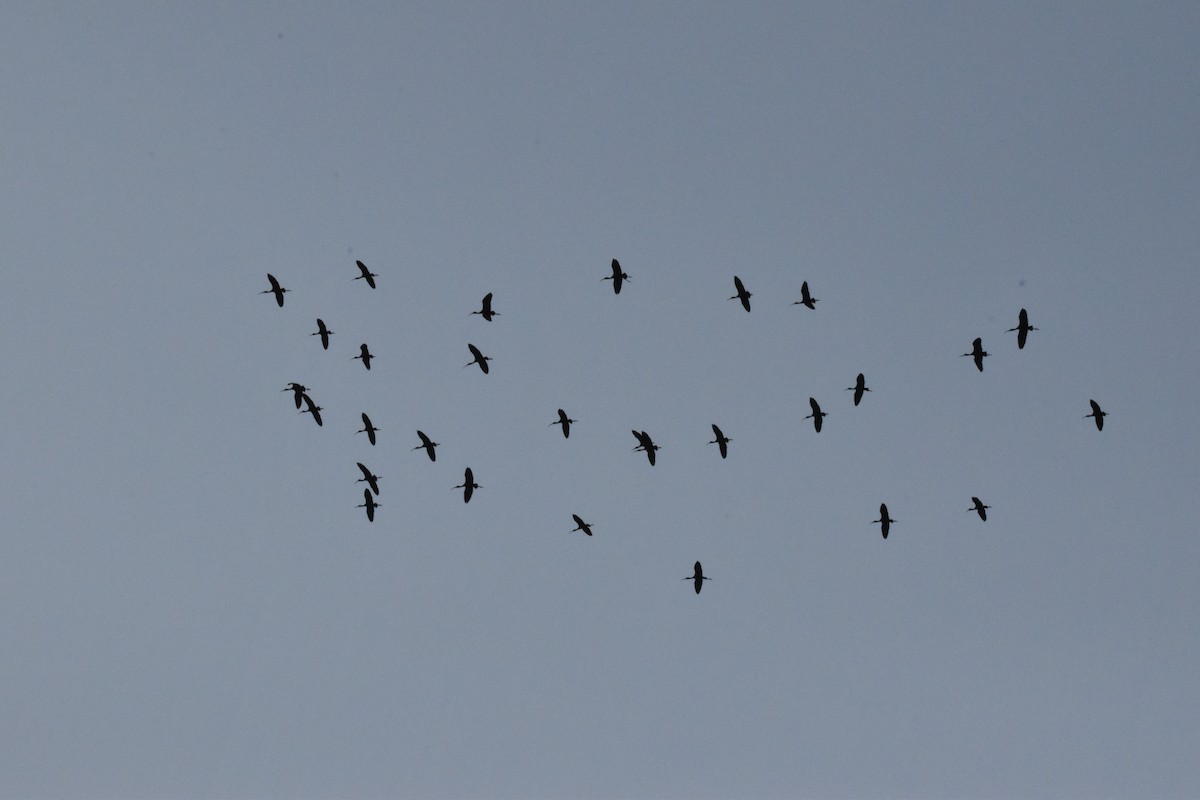 Mass Audubon eBird Checklist - 10 May 2023 - Cumberland Farms (IBA) - 8 ...