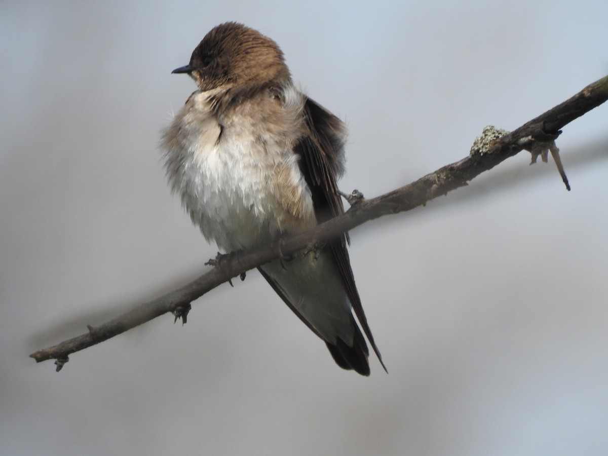 eBird Checklist - 10 May 2023 - Whitby--Sobey's Pond - 14 species