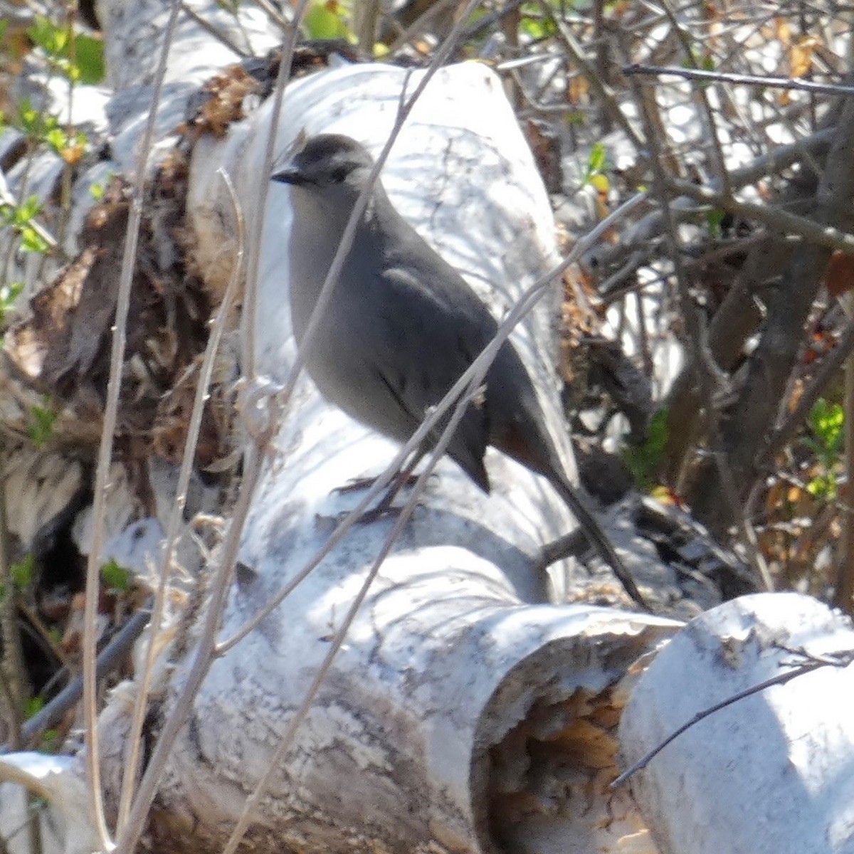 eBird Checklist - 10 May 2023 - Bear Creek Park West (El Paso) - 21 ...